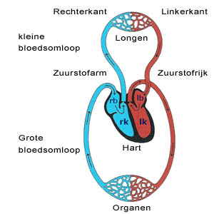 De bloedsomloop :: de-zeearend